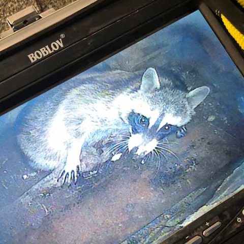 Animals in Chimney » Full Service Chimney™