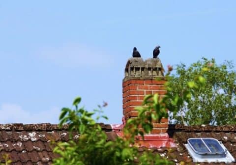 Unveiling the Likely Culprits of Chimney Noise - Full Service Chimney™