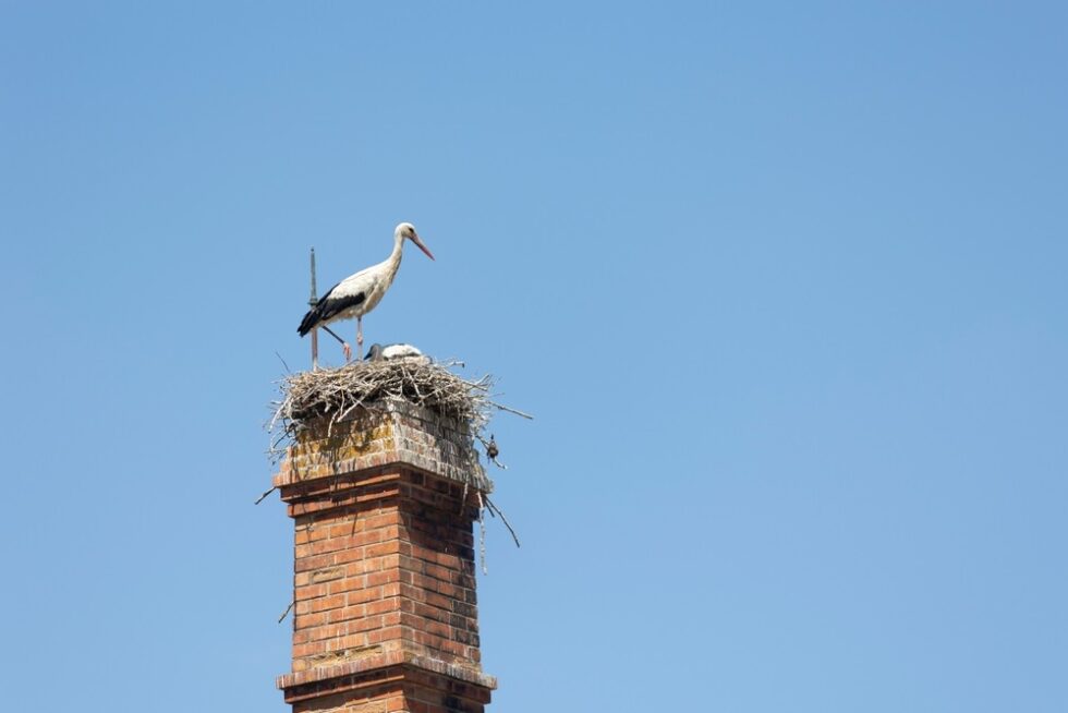 Protect Your Home: Preventing Wildlife from Intruding Your Chimney